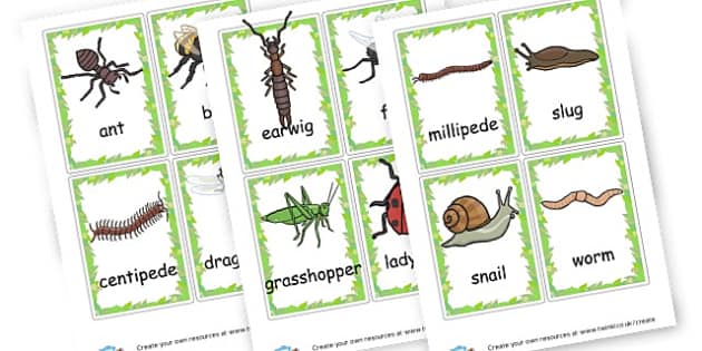 Minibeast Picture Cards - Minibeasts Literacy Primary Resources