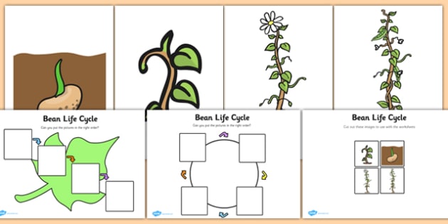 Bean growth posters - bean, growth, posters, display posters