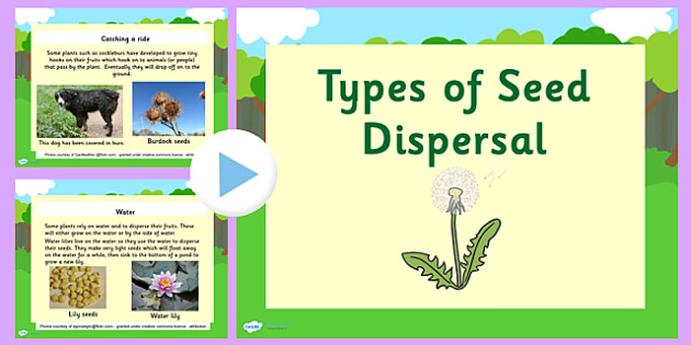 Types of Seed Dispersal PowerPoint - seed dispersal, seed