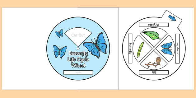 Free printable butterfly life cycle wheel - ressaa