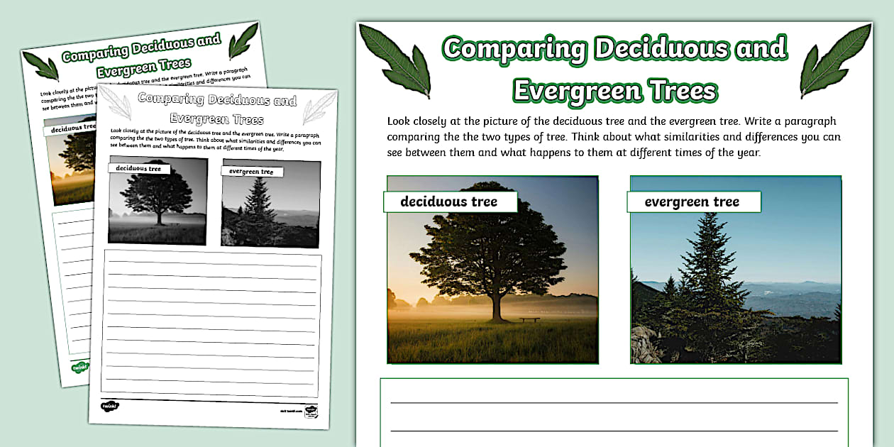 KS2 Comparing Deciduous And Evergreen Trees Worksheet