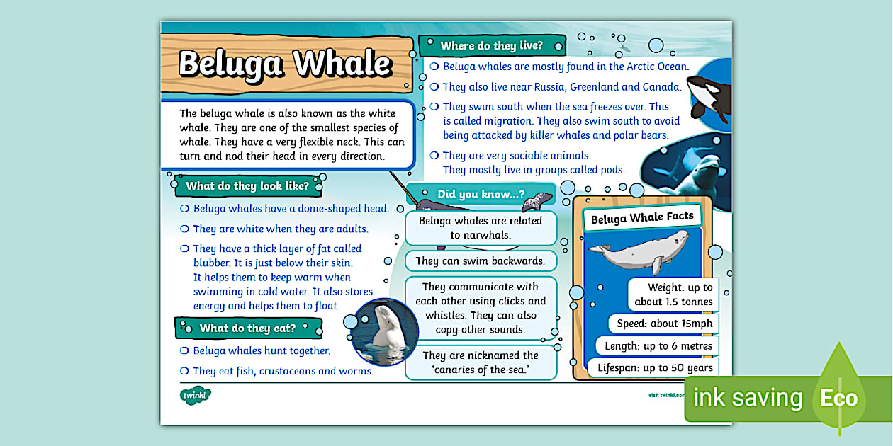 Beluga Whale Fact File Twinkl Ks Twinkl