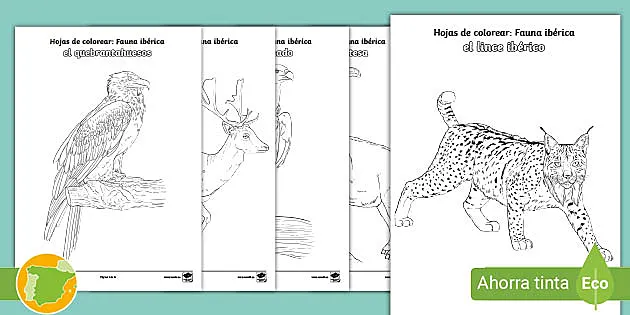 Top Imagenes De La Fauna Para Colorear Theplanetcomics Mx 42408 The