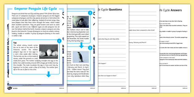 Emperor Penguin Life Cycle