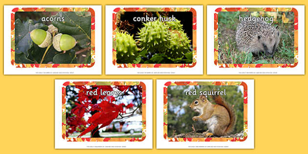 Autumn Display Photos - Display Posters, Autumn, seasons, A4