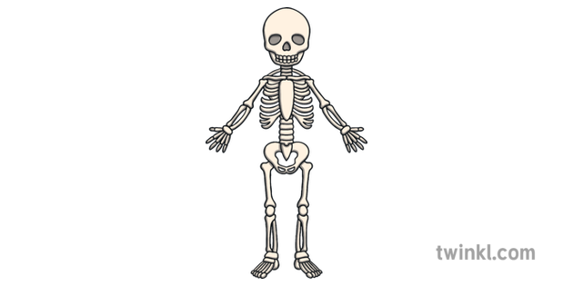 Childs Skeleton Bones Human Body Medical Twinkl Proportions KS1
