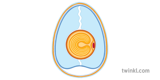 Egg Structure Diagram Illustration - Twinkl