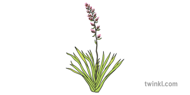 Flax Harakeke New Zealand Native Plants KS1 Illustration - Twinkl