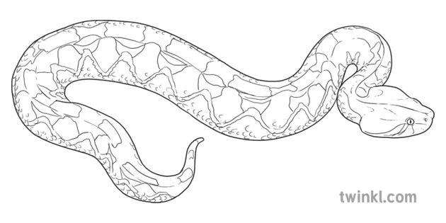 Gaboon Adder Animal Snake Reptile South Africa KS2 Black and White RGB