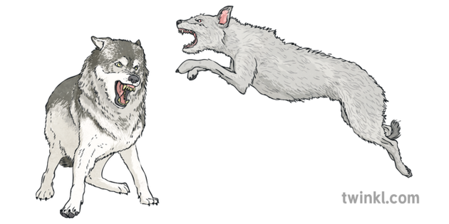 Gelert Fighting Wolf Illustration - Twinkl