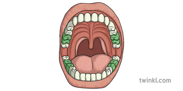 Mouth Molars Teeth Diagram Digestion Science KS2 Illustration - Twinkl