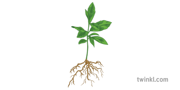 Plant With Roots Illustration - Twinkl