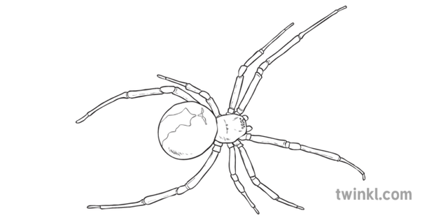 Redback Spider Arachnid Predator Venomous KS2 Black and White RGB