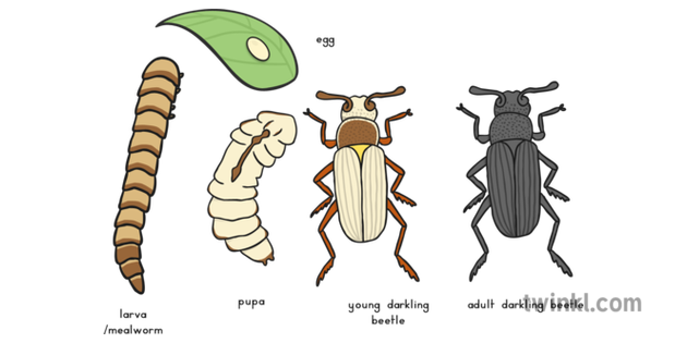 Darkling Beetle Life Cycle Illustration - Twinkl
