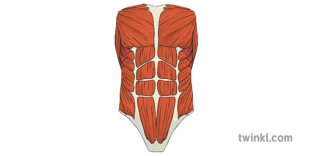 Abdominal Muscles Human Body Anatomy Science KS2 Illustration Twinkl Abdominal Muscles Human Body Anatomy Science KS2 Illustration Twinkl
