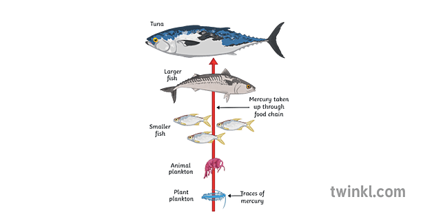 Accumulation Of Mercury In Fish