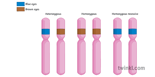 alelos cromossomos genes dna dominante recessivo ciência secundário