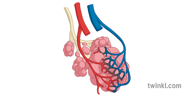 Alveoli Blood Vessels Science Diagram Biology KS3 KS4