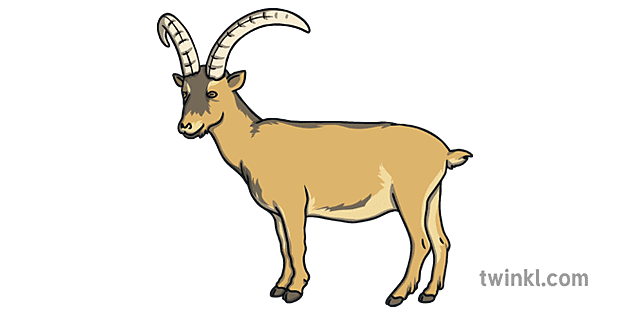 Animal Pyrenean Ibex Extinct Animals Open Eyes Endangered KS1