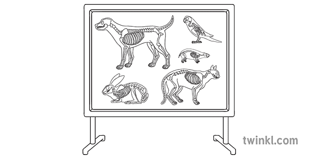 Who is Colin Murdoch? Twinkl NZ - Twinkl