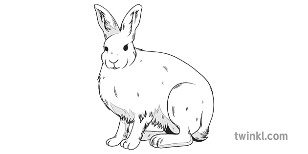 arktický zajac veda zvieratá potravinové reťazce mimo čierno biele rgb