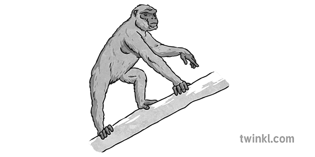 ardipithecus ramidus blanco y negro 1 - Twinkl