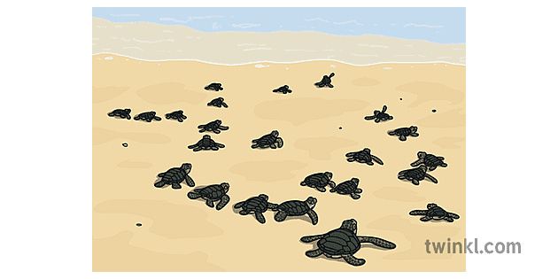 Baby Sea Turtles Racing to the Sea - Twinkl