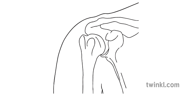 Ball and Socket Joint Shoulder Bone Diagram Science Secondary Bw RGB