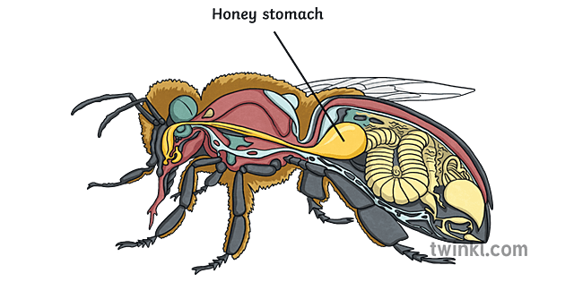 Bee Cross Section Honey Stomach Diagram Animal Insect KS2 Illustration