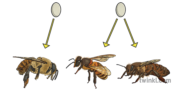 abejas reproducción sin texto partenogénesis abejas huevos de abeja ...