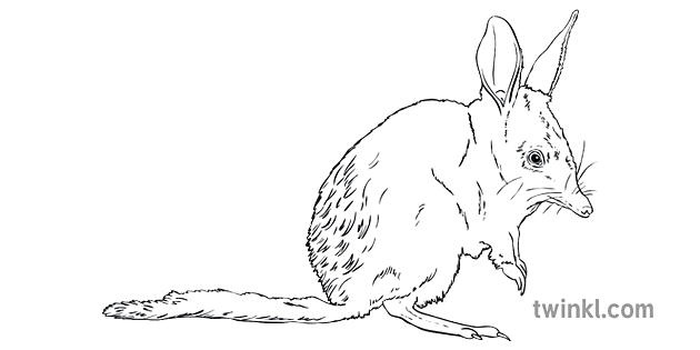 Bilby Black and White 2 Illustration - Twinkl