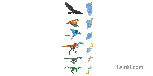 Bird Evolution Chart Skeleton Animal Science Secondary