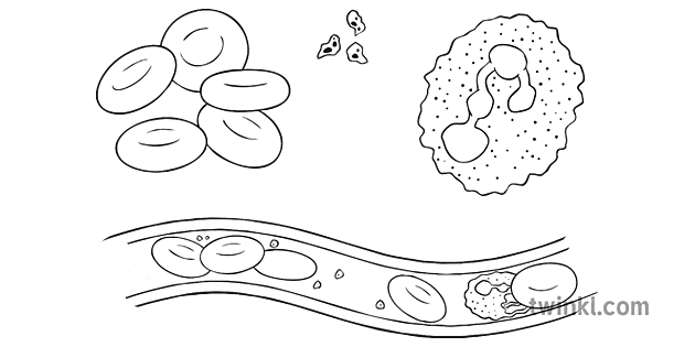 Blood Diagram Without Text Black and White - Twinkl