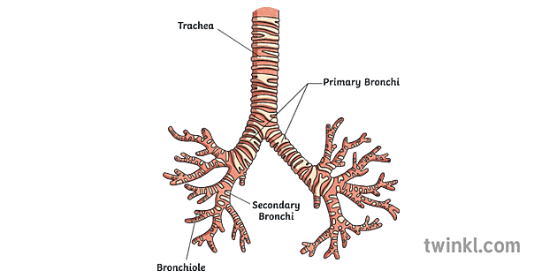 bronquiolos ks2 Illustration - Twinkl