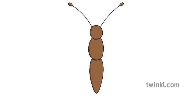 Butterfly Minibeast Body Parts EYFS KS1 - Twinkl