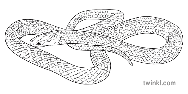 cape centipede eater animal gyvatė roplys Pietų Afrika ks2 black and ...