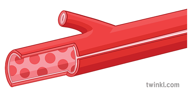 Capillary Diagram Blood Organ Science Secondary - Twinkl