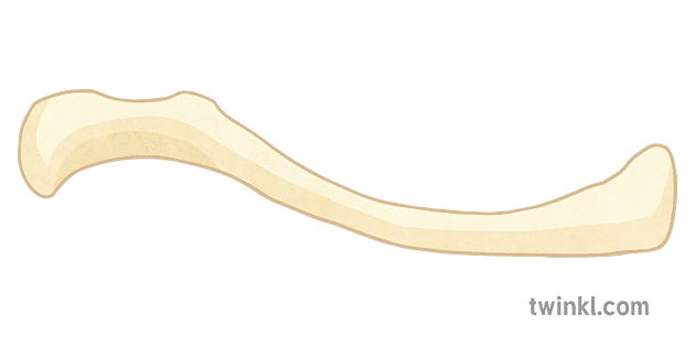 Clavicle Unlabeled
