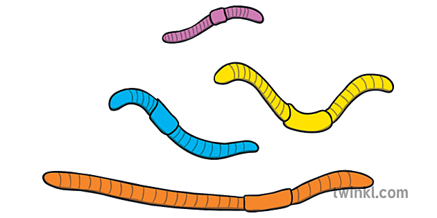 컬러 웜 짧은 긴 k1 Illustration - Twinkl