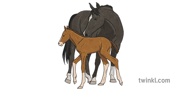 Colt and Filly Illustration - Twinkl
