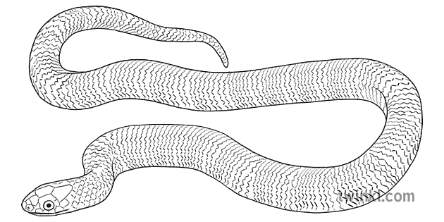 zjadacz ślimaków zwierząt wąż gad afryka południowa ks2 czarno biały rgb