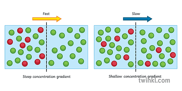Concentration On Diffusion Science Beakers KS3 KS4 Illustration - Twinkl