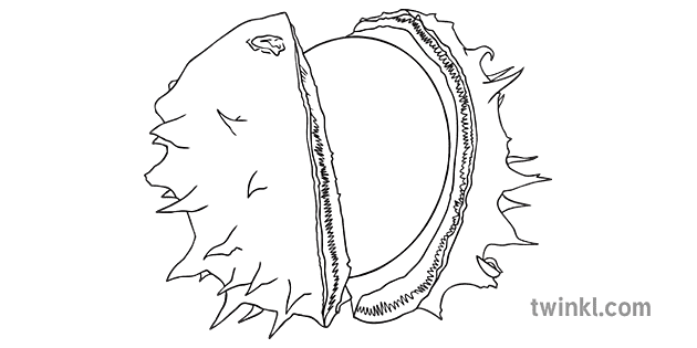 conker with shell nut autumn food general secondary black and white rgb