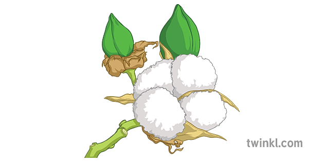 памук растение цвете растение история ks3 Illustration - Twinkl
