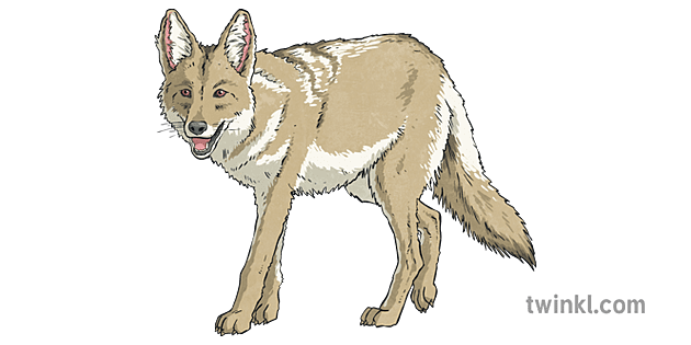 Coyote Illustration