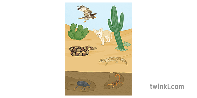 woestyn ekosisteem habitat diere wetenskap sekondêr Illustration - Twinkl