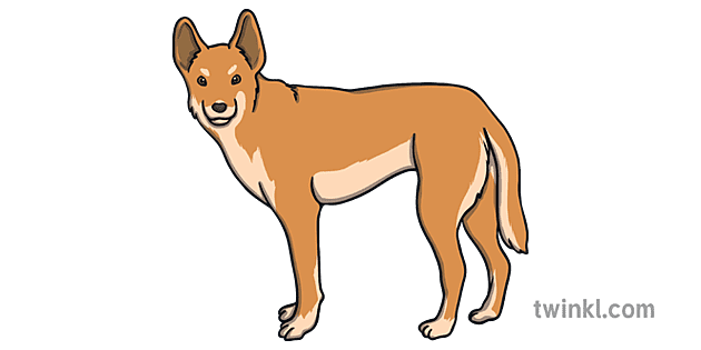 Dingo Dog Dingo Transparent Background PNG Clipart, 53% OFF