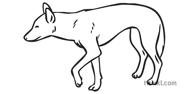 dingo untuk menggambar halaman hitam putih Illustration - Twinkl