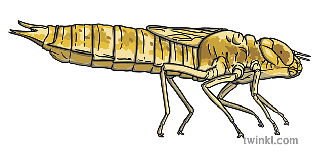 Dragonfly Larvae