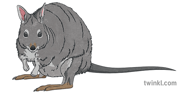 Eastern Hare Wallaby Illustration - Twinkl